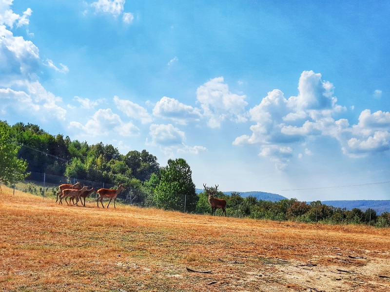 Altfel de zoo la Green Codru * ADN de Femeie