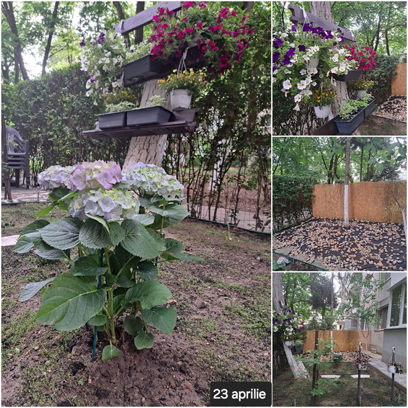 Cum am amenajat grădina din spatele blocului * ADN de Femeie